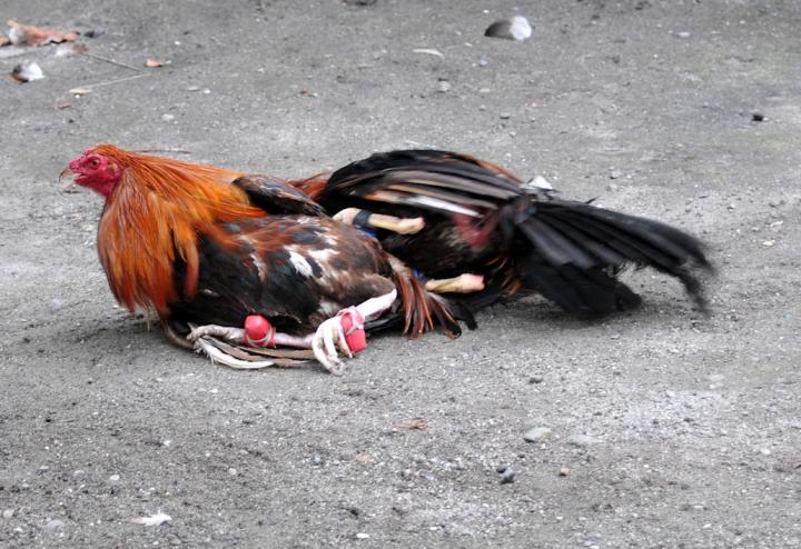 Sabong, “The Sport of Kings” | ThingsAsian